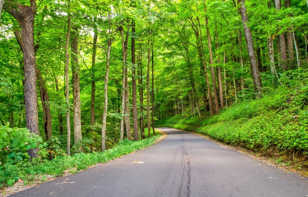 Roaring Fork Motor Nature Trail: A Scenic Drive Full of Unique Finds